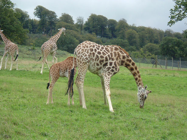 giraffe and baby | Learning from Lorelle